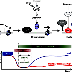 A schematic diagram depicting initiation and maintenance of hyphal development.