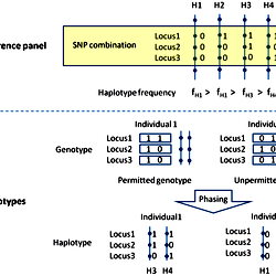 An example for haplotype identification with selected SNP cluster and ...