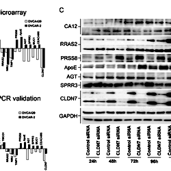 Validation of microarray data.