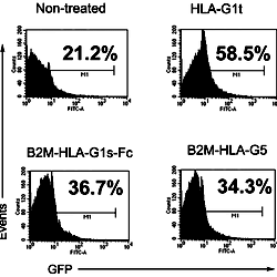 ILT2-mediated signaling by B2M-HLA-G5 and B2M-HLA-G1s-Fc proteins.