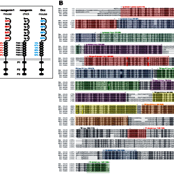 Summary of structure and sequence similarities between chicken, mouse ...