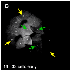 Asynchronous cell division appears in living embryos at cycle 5.