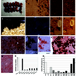 Viable mice derived from gene-corrected FAHgc-iPS cells via tetraploid ...