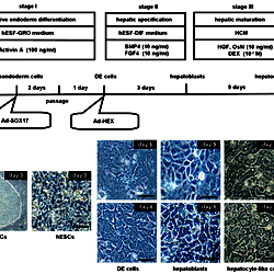 Hepatic Differentiation of Human ESC- and iPSC-Derived DE Cells ...