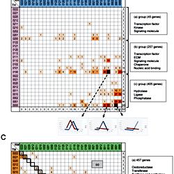 Hierarchical clustering of the gene chip data and recovery kinetics.
