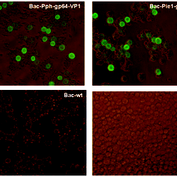 Expression of gp64-VP1 proteins in Sf9 cells.