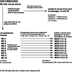 Experimental design of parallel studies of mouse adaptation.