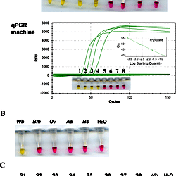 Sensitivity and specificity of the WbLDR colorimetric NINA-LAMP assay ...