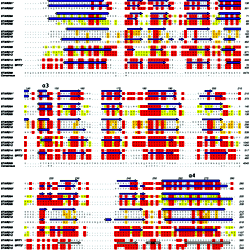 Structure based sequence alignment illustrating sequence conservation ...