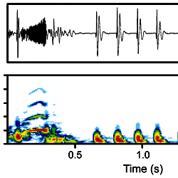 Oscillogram (top panel), spectrogram (bottom panel) and power spectrum ...