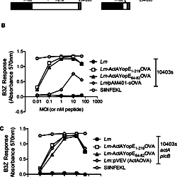 Construction of recombinant L. monocytogenes expressing a secretable ...