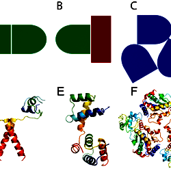 Types of complexes and interfaces.