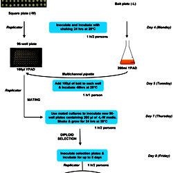 Flowchart for the yeast screening procedure for the arrayed TF library ...