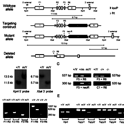 Generation of Tspyl2 knockout mice.