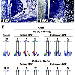 Seed development and imprinting in rice seeds.