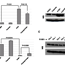 Inhibition of PSMA by androgen in VCaP cells.