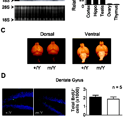 Tspyl2 mutant mice have normal proliferation of neuronal precursor cells.