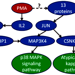 The most probable paths from PMA to two associated pathways.