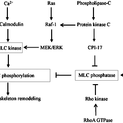 Pathway model used in this study.