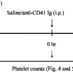 Schematic representation of the passive-immune thrombocytopenia mouse ...