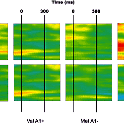 Standardized PLF values for novel and standard trials.