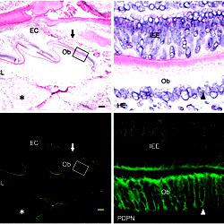 Immunostaining of a wild type Pdpn+/+ molar tooth germ at the early ...