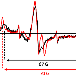 Dynamics of the labeled Tm in solution and in the muscle fiber.