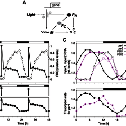 Estimated light response using experimental data and model.
