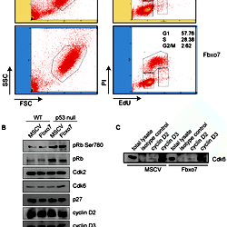 Fbxo7 expression enhances the proliferation of p53 null cells grown at ...