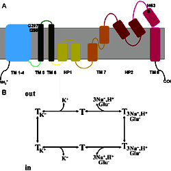 Topology model and transport cycle of GLT-1.