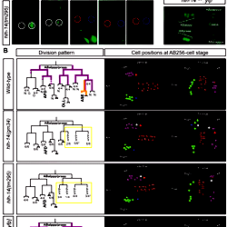 The achaete-scute homolog hlh-14 is required to specify neurons in the ...
