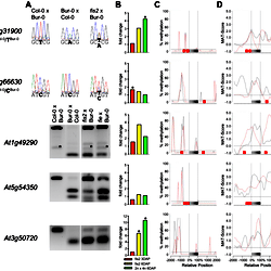 Impact of FIS PcG Function on the Regulation of Confirmed PEGs.