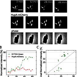 Chromosomal movement reported by SYTOX-Green and HupA-mCherry labels.