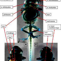 Dissection of a tadpole of Ranitomeya vanzolinii.