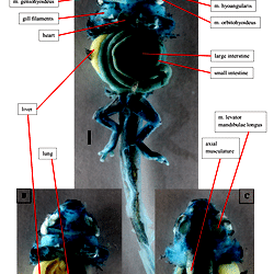 Dissection of a tadpole of Ranitomeya imitator.