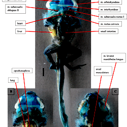 Dissection of a tadpole of Ranitomeya reticulata.