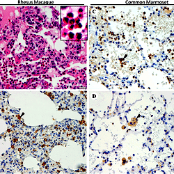 Infiltration of inflammatory cells in the lungs of rhesus macaques and ...