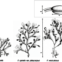 Drawings of morphotypes and illustration of morphological traits.
