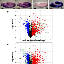 Microarray analysis suggests a role for Fkh in terminal differentiation ...