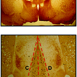 Sections of mouse brain showing a representative image of the ...
