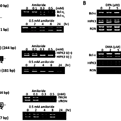 Modification of splicing patterns of BCL-X, HIPK3 and RON gene ...