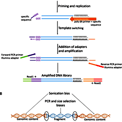 Template switching protocol and type of biases in NGS.