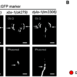 The gross structure of cilia associated with OLQ neurons is independent ...