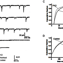 Effect of PK2 on GABAA receptor-mediated miniature inhibitory ...