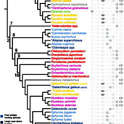Phylogeny of sharks, with distribution of ecological groups and scale ...