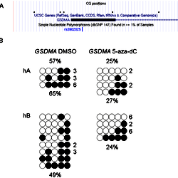 DNA methylation patterns of the GSDMA promoter in NuLi-1 cells.