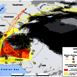 Migration paths and wintering ranges of juvenile Asian houbara bustards ...