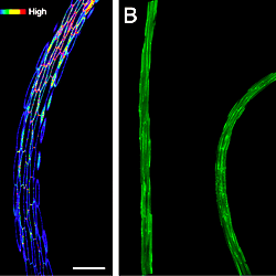 PIN3- and PIN7-GFP localization in dark-acclimated seedlings.