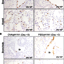 Immunohistochemical analysis of influenza A virus NP antigen (IAV NP ...