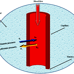 Capillary microcirculation schematic and different types of pressure.